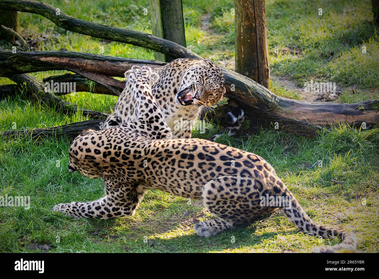 CLOSE UP photos reveal a vicious fight between two male leopards who ...