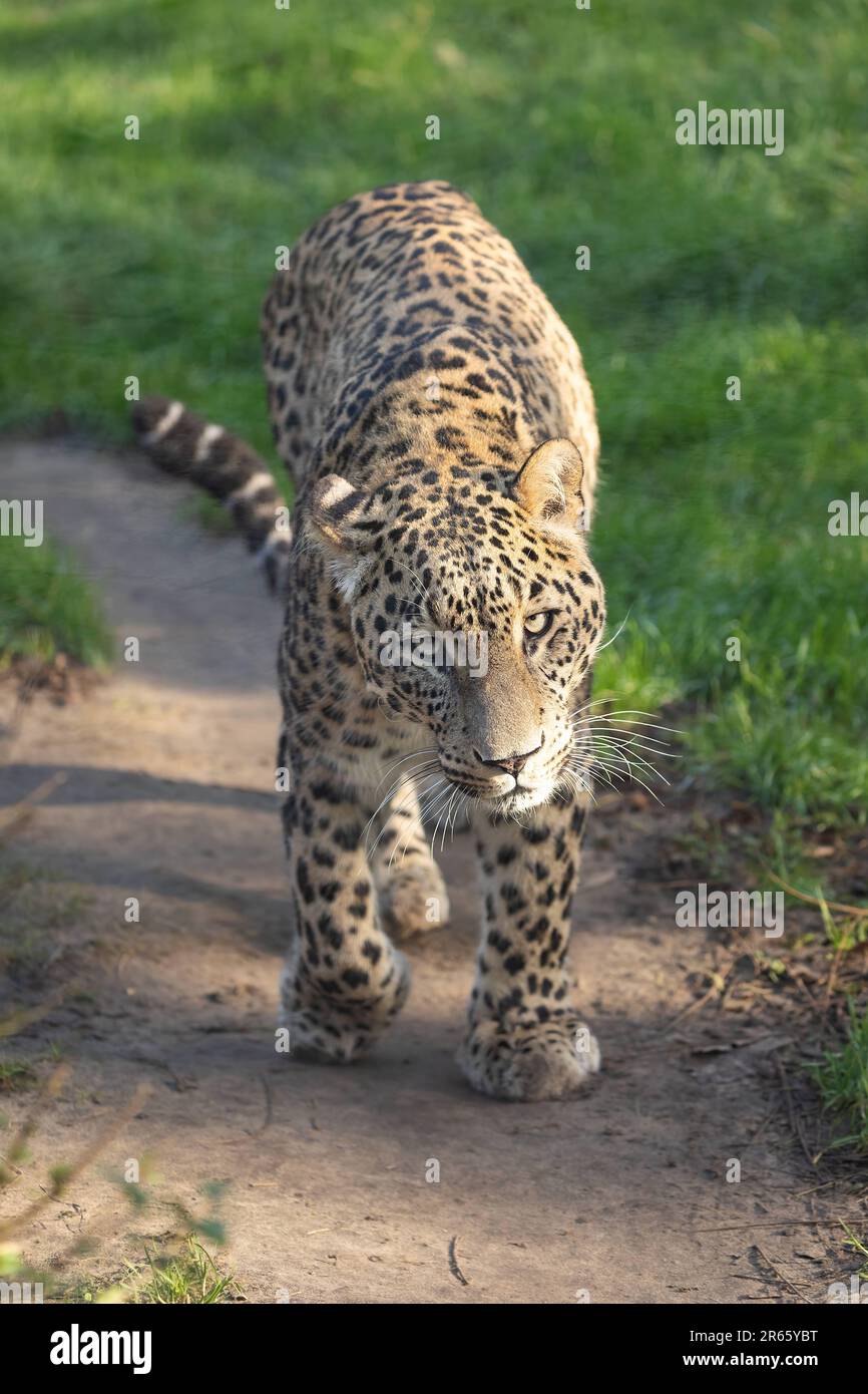 CLOSE UP photos reveal a vicious fight between two male leopards who ...