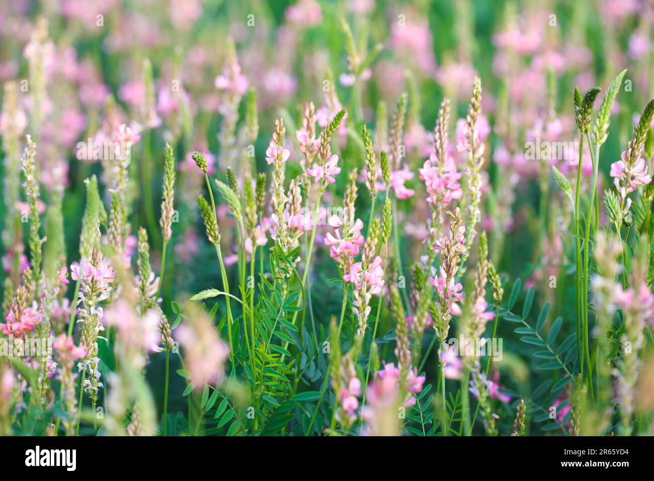 Field of pink flowers Sainfoin, Onobrychis viciifolia. Honey plant ...