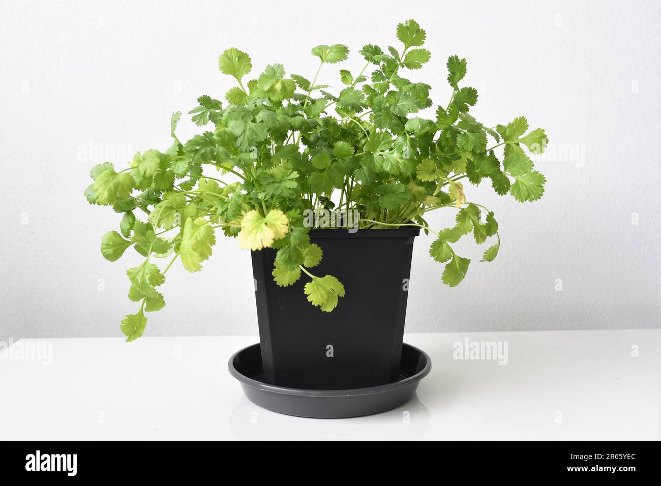 Coriander or cilantro plant (Coriandrum sativum) grown indoors in a ...