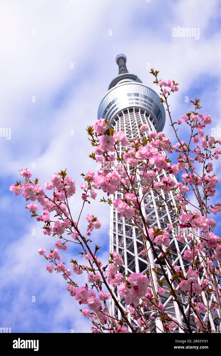 Tokyo Sky Tree and Yaezakura Cherry Blossoms Stock Photo - Alamy