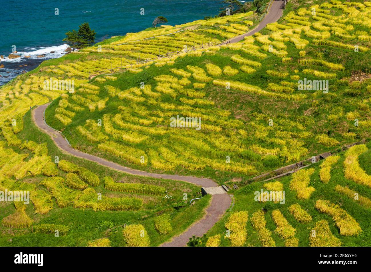 Autumn of white rice thousand Hirata Stock Photo - Alamy