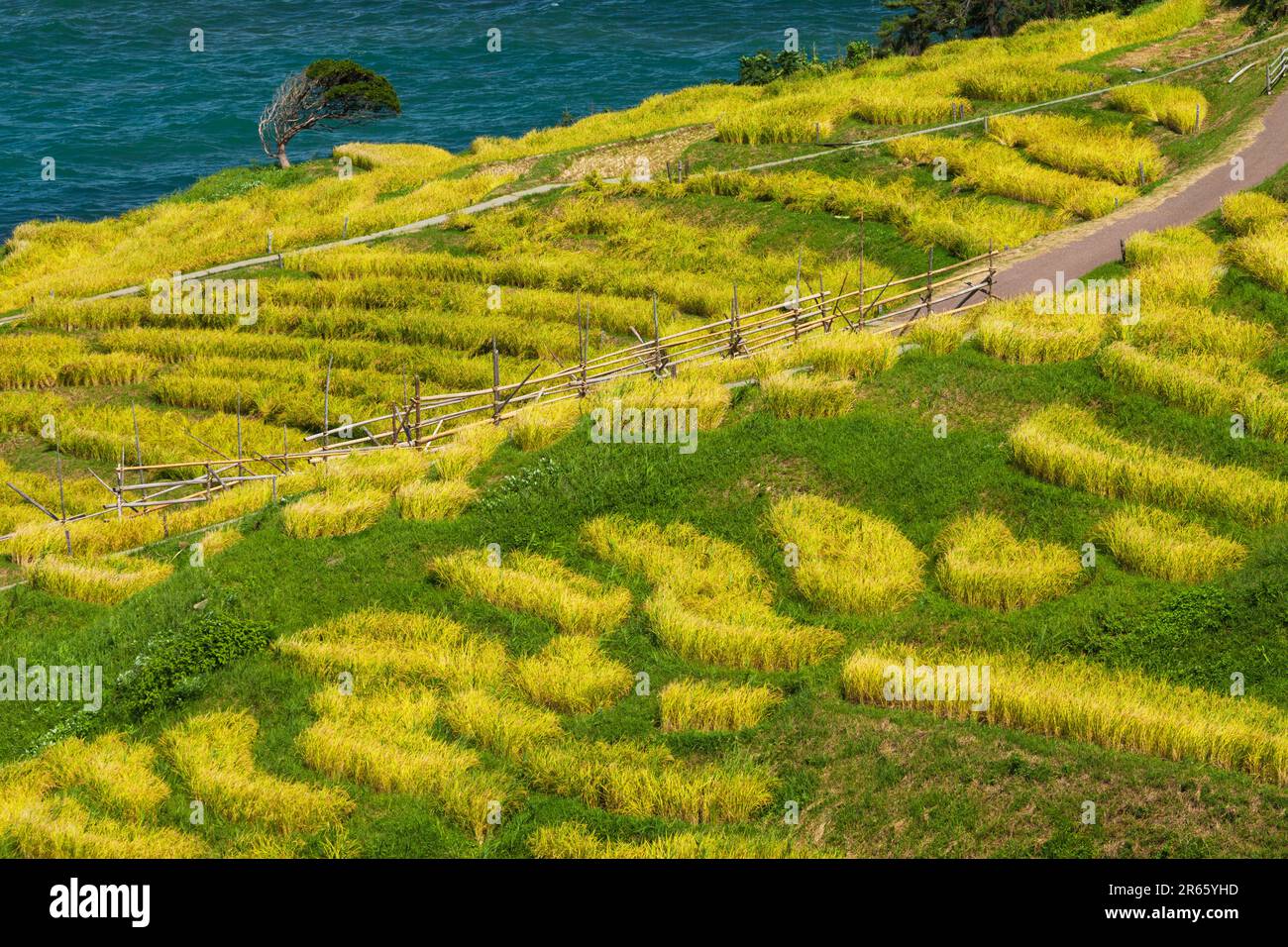 Autumn of white rice thousand Hirata Stock Photo - Alamy
