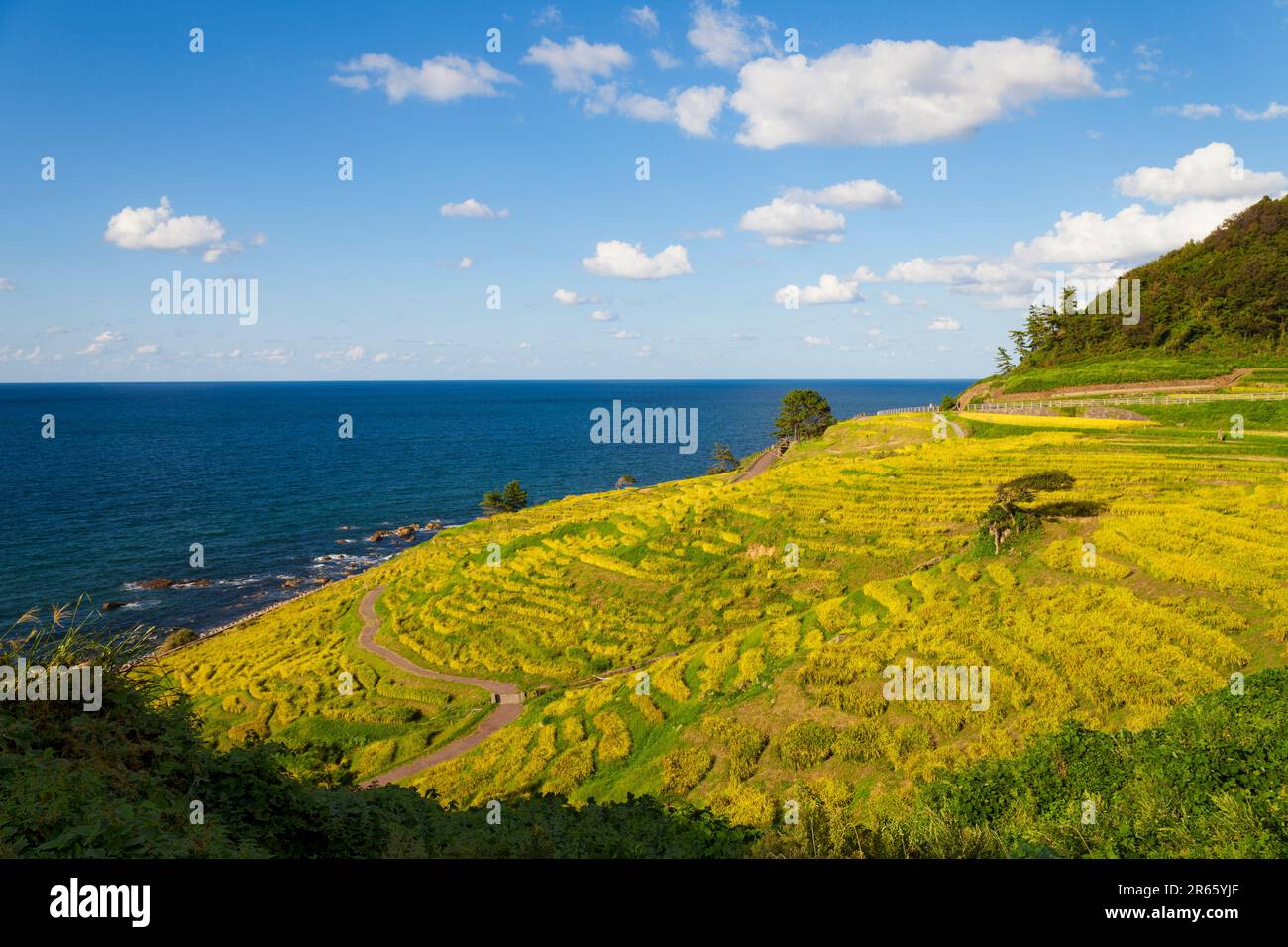 Autumn of white rice thousand Hirata Stock Photo - Alamy