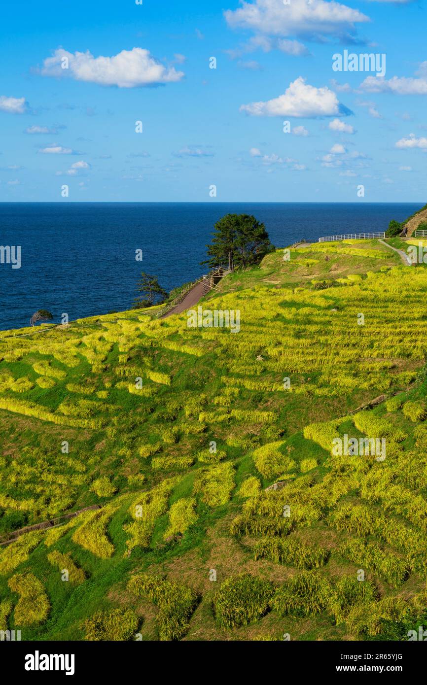 Autumn of white rice thousand Hirata Stock Photo - Alamy