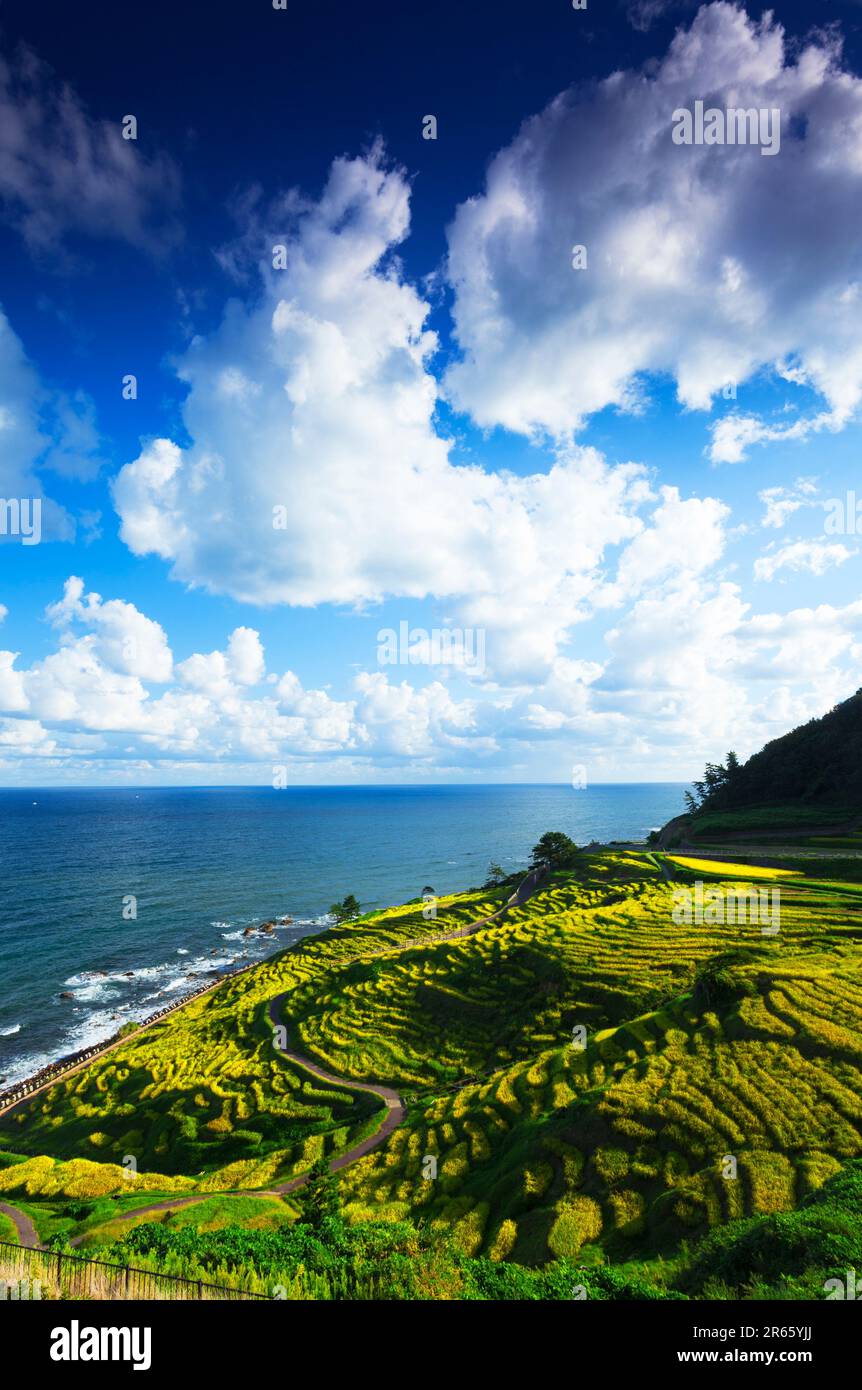Autumn of white rice thousand Hirata Stock Photo - Alamy