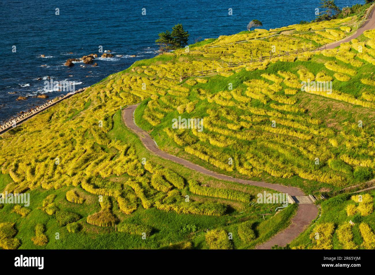 Autumn of white rice thousand Hirata Stock Photo - Alamy