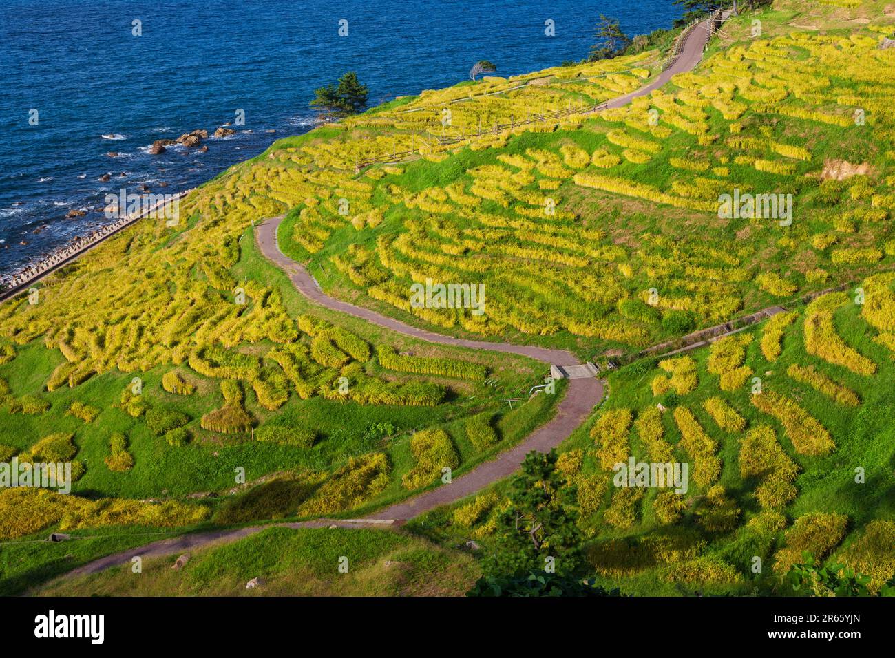 Autumn of white rice thousand Hirata Stock Photo - Alamy