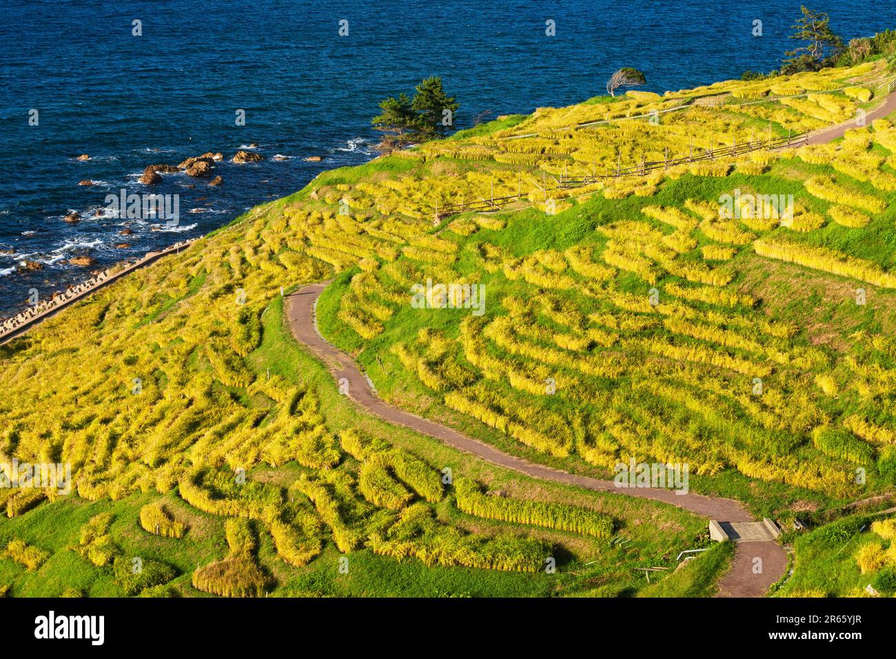 Autumn of white rice thousand Hirata Stock Photo - Alamy