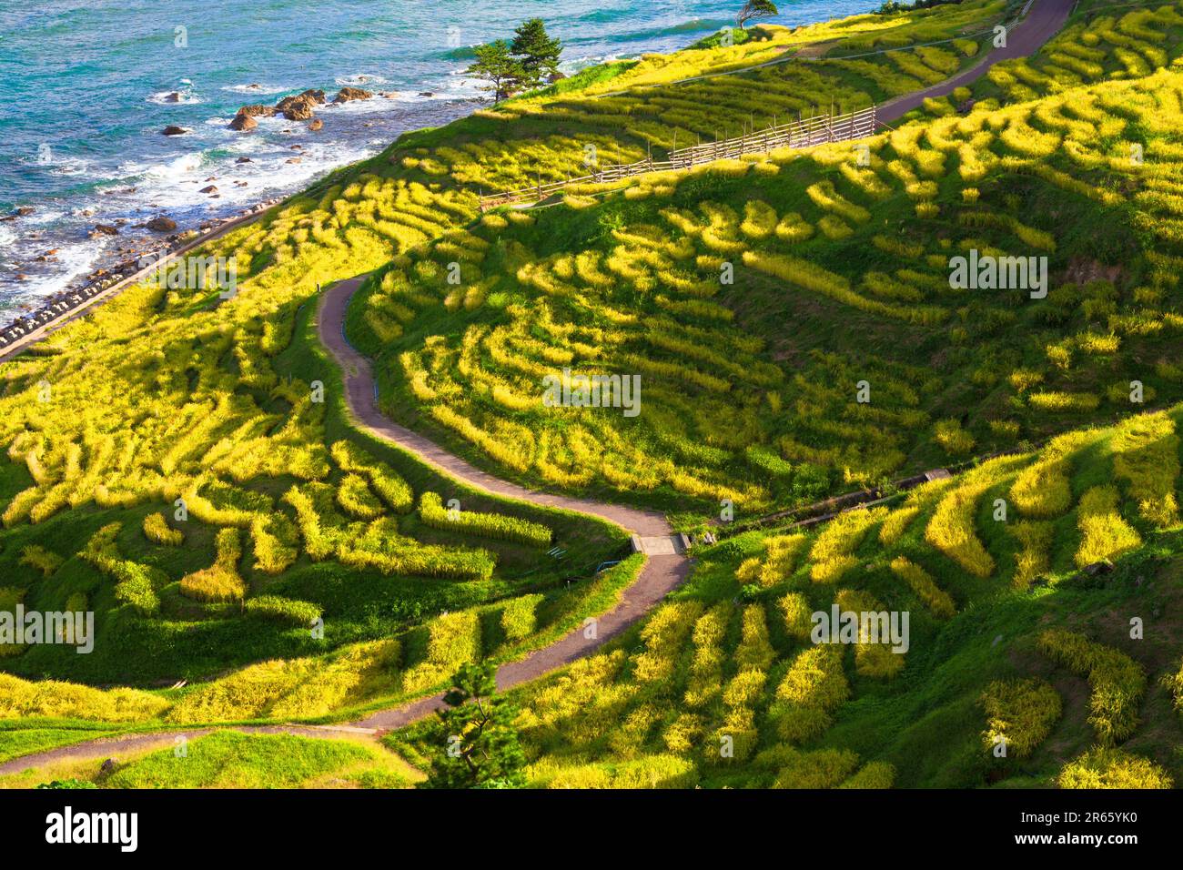Autumn of white rice thousand Hirata Stock Photo - Alamy