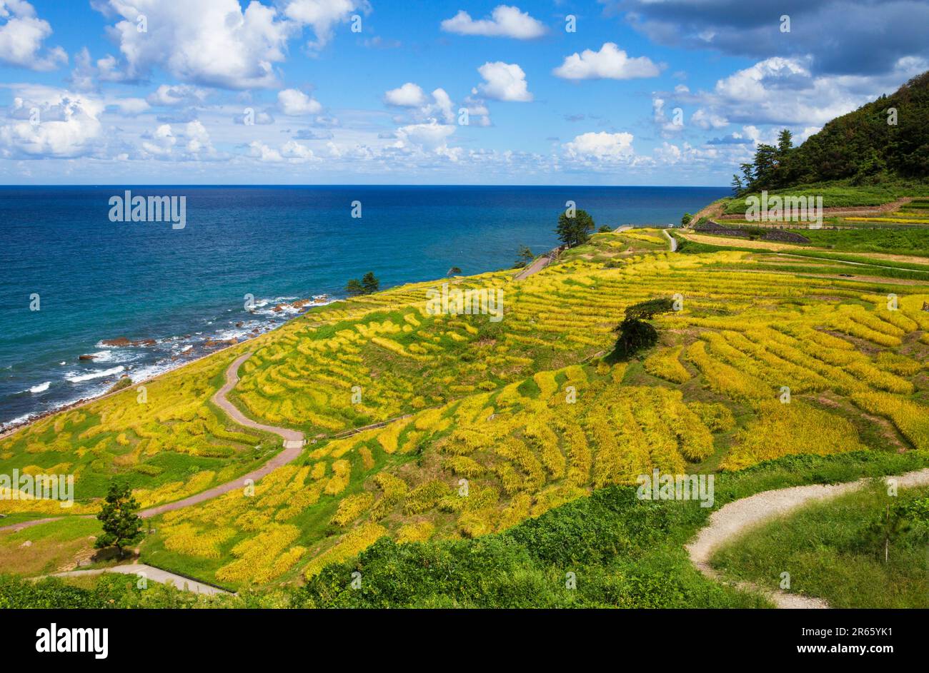Autumn of white rice thousand Hirata Stock Photo - Alamy
