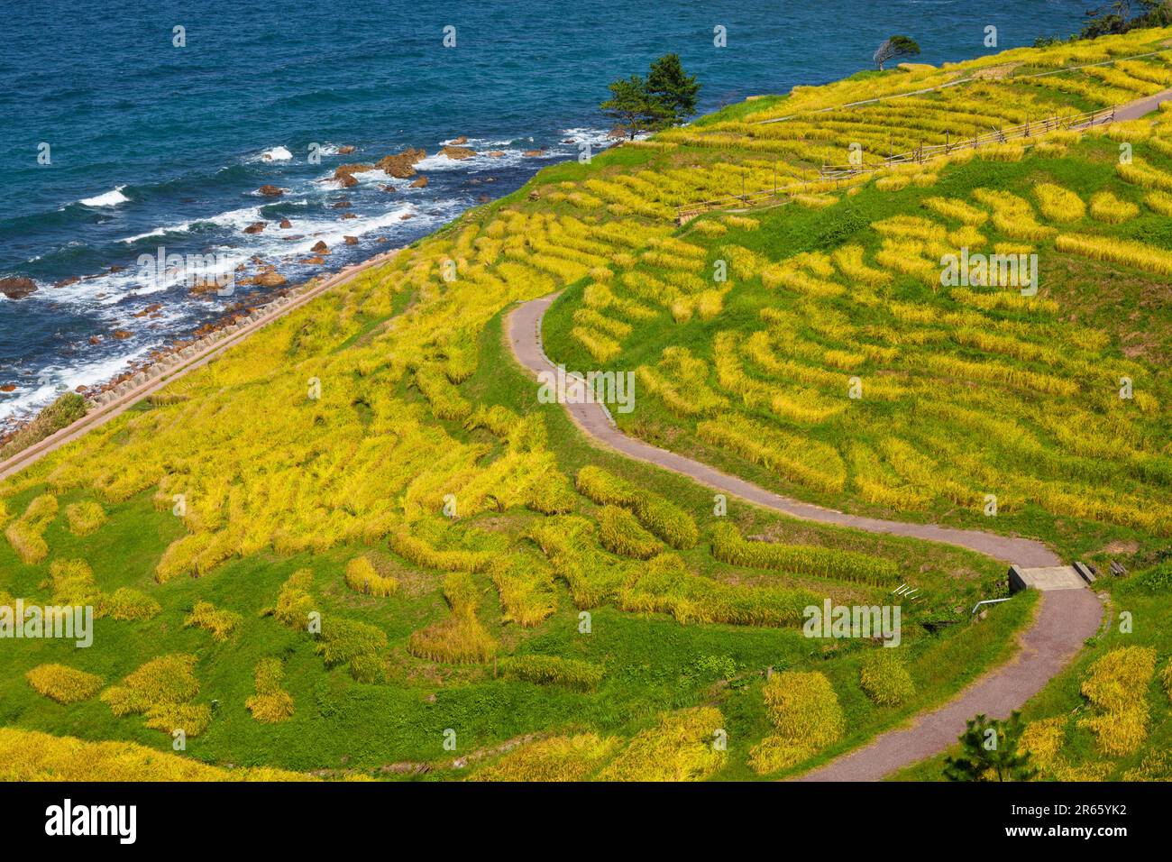 Autumn of white rice thousand Hirata Stock Photo - Alamy