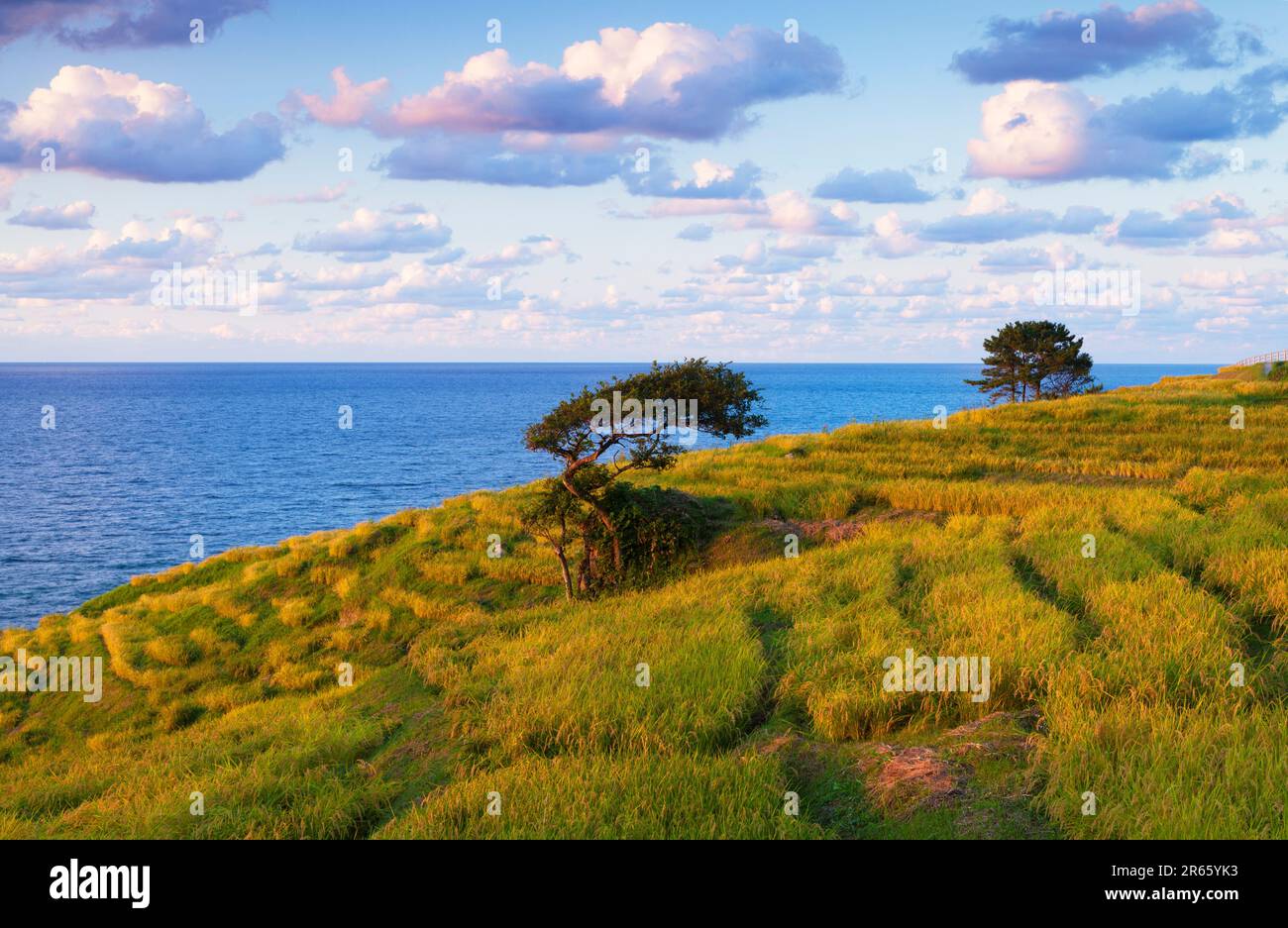 Autumn of white rice thousand Hirata Stock Photo - Alamy