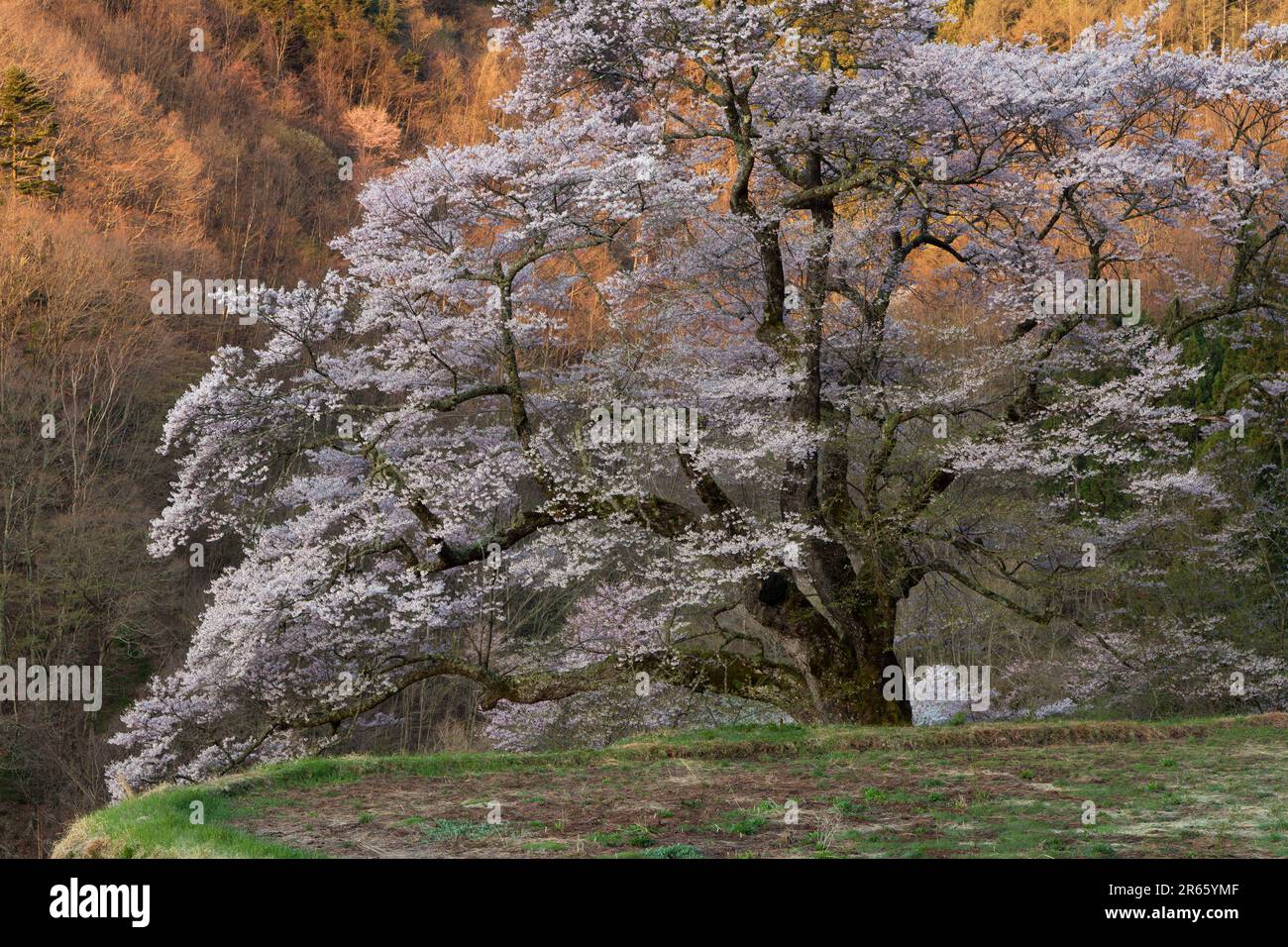 Cherry blossom of Koma-Tsunagi Stock Photo - Alamy