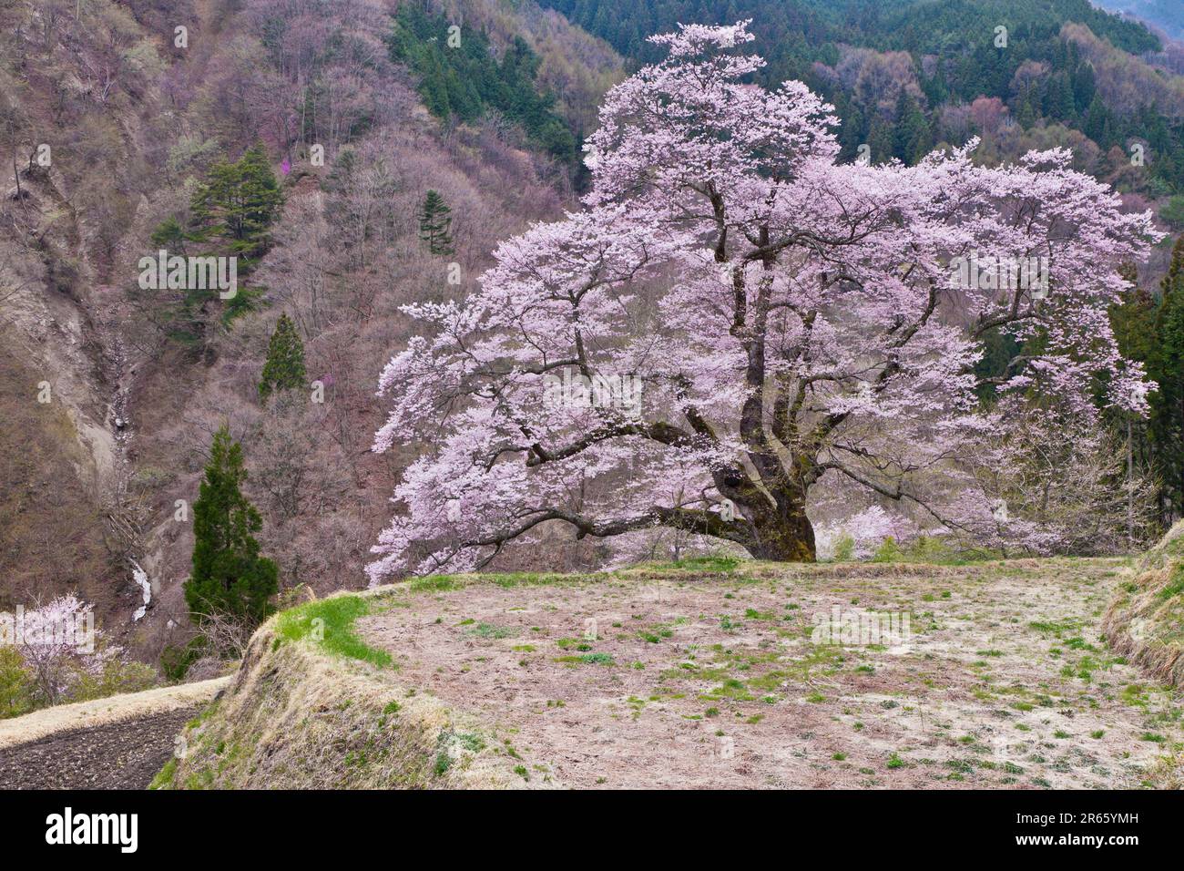 Cherry blossom of Koma-Tsunagi Stock Photo - Alamy