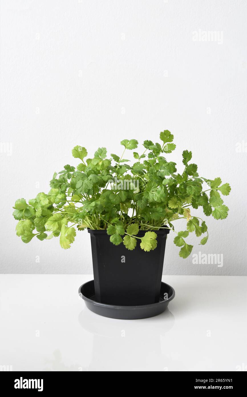 Coriander or cilantro plant (Coriandrum sativum) grown indoors in a ...