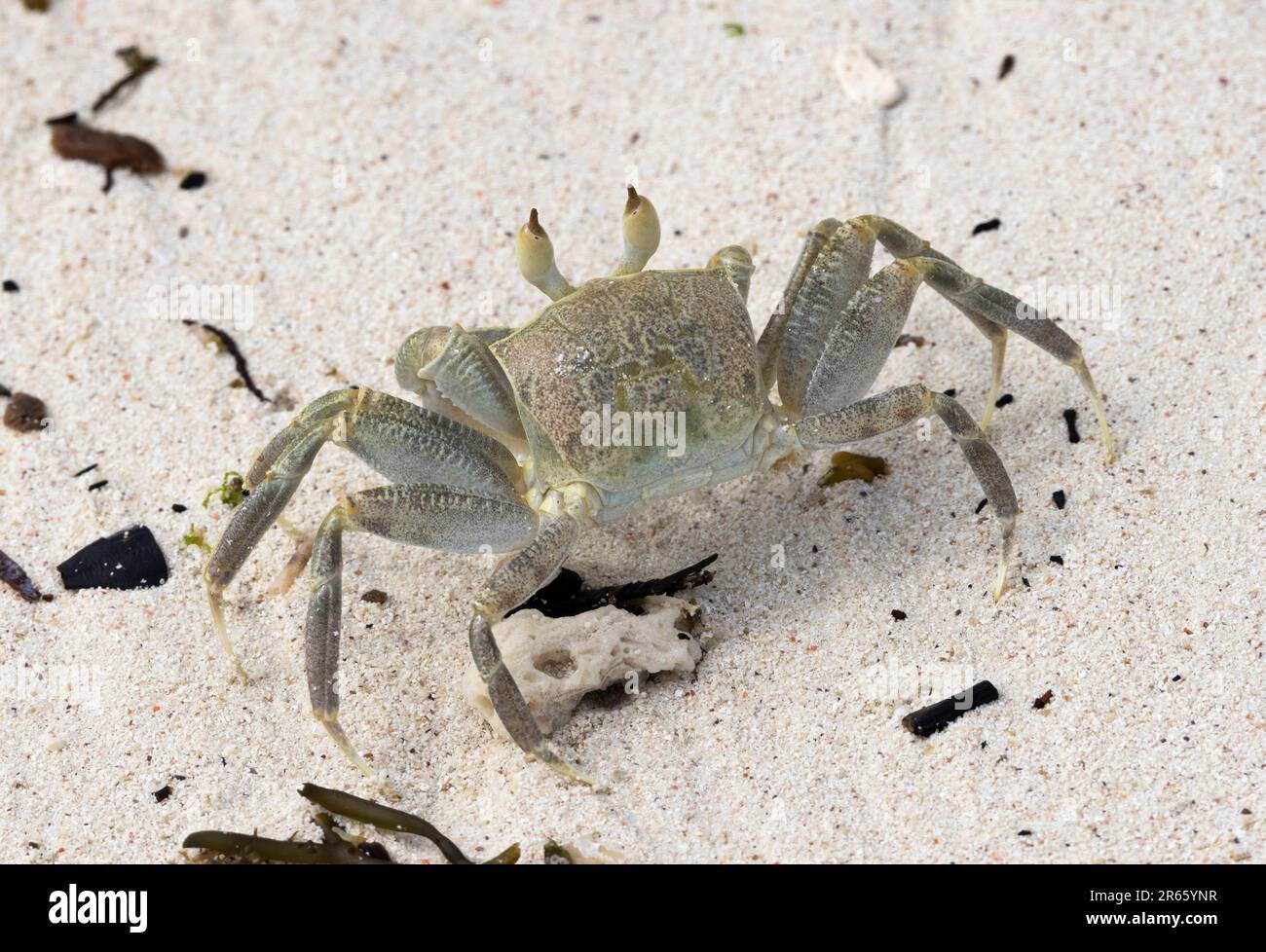 The Ghost Crab is an fast, active feeder on detritus on the surf line ...
