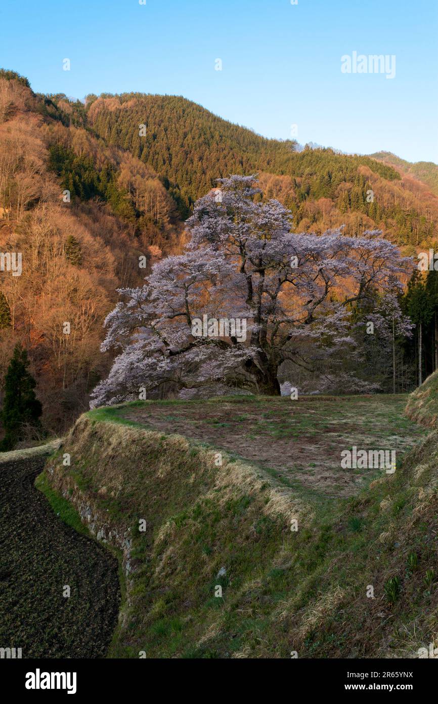 Cherry blossom of Koma-Tsunagi Stock Photo - Alamy