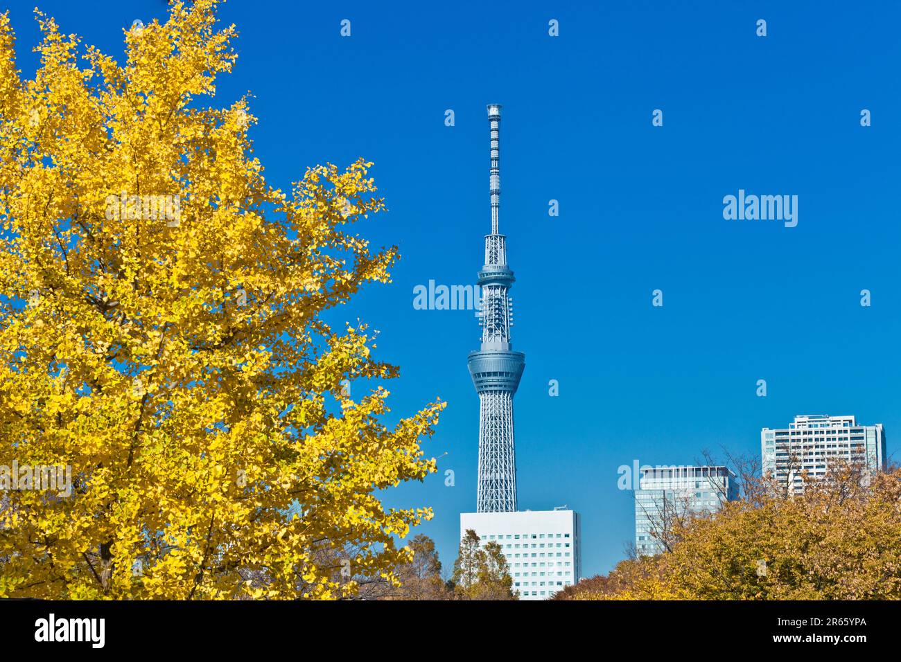 Tokyo Sky Tree and autumn leaves Stock Photo - Alamy