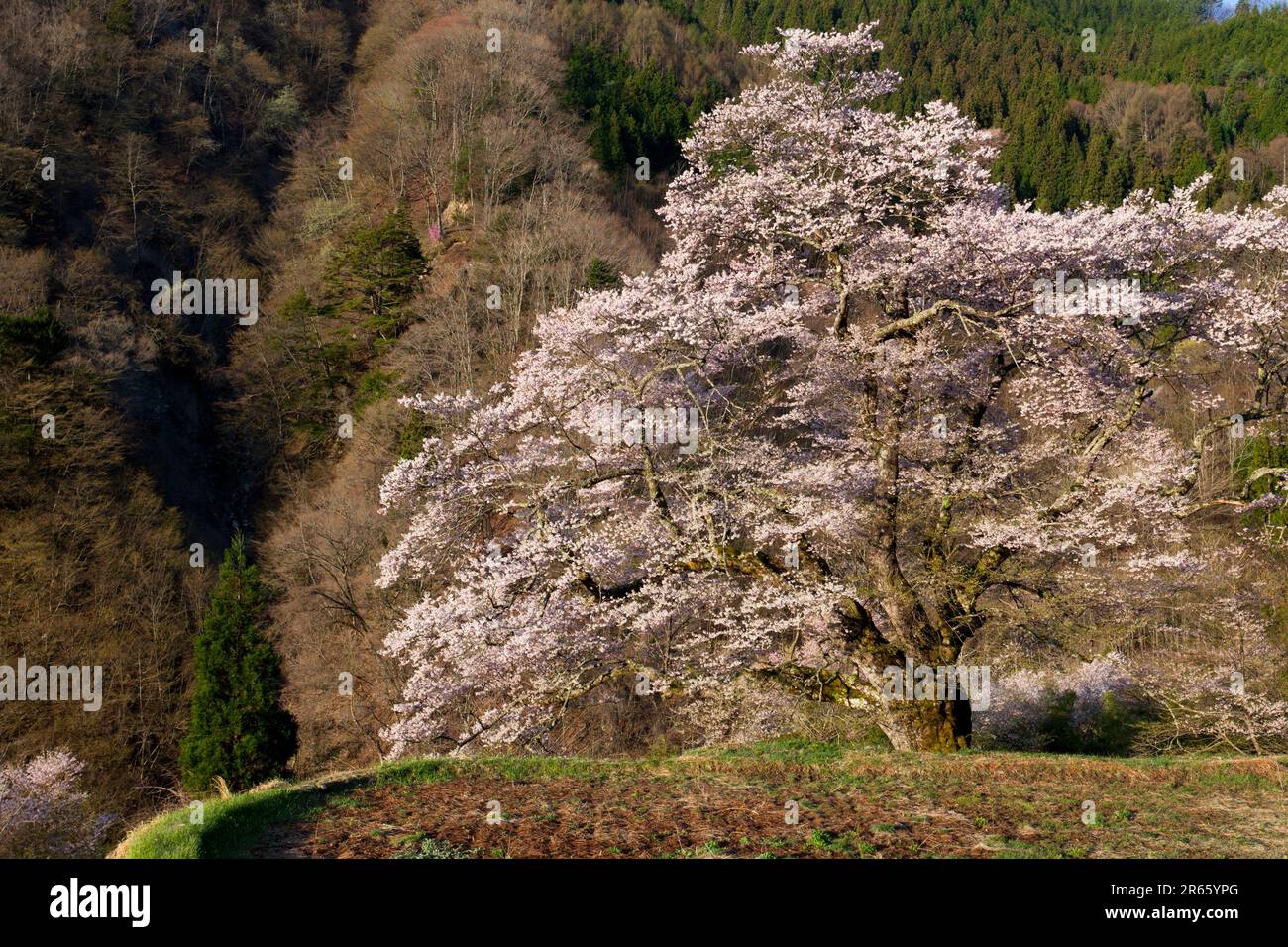 Cherry blossom of Koma-Tsunagi Stock Photo - Alamy