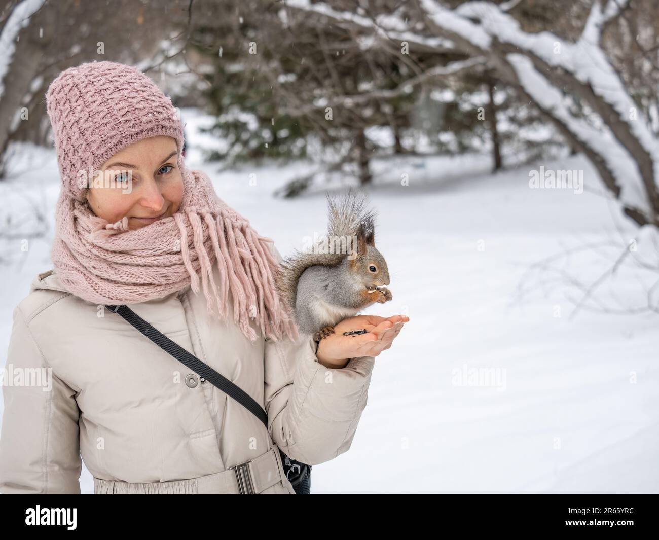 Girl feeds a squirrel with nuts at winter. Squirrel eats nuts from the ...
