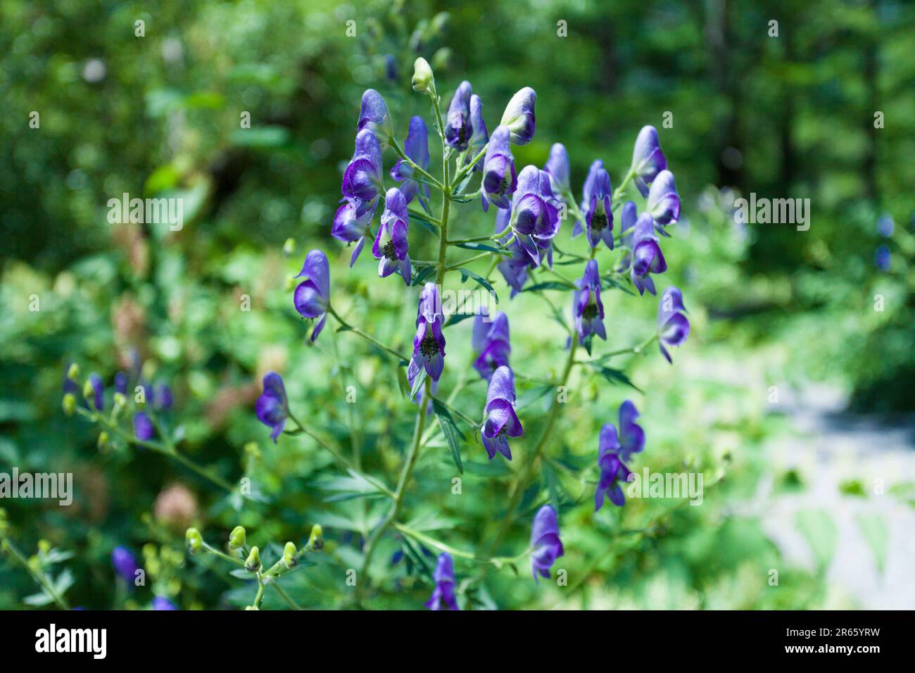 Chinese herbal medicine hi-res stock photography and images - Alamy