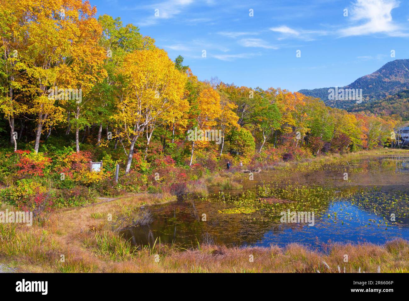 Lotus Pond at Shiga Kogen Stock Photo - Alamy