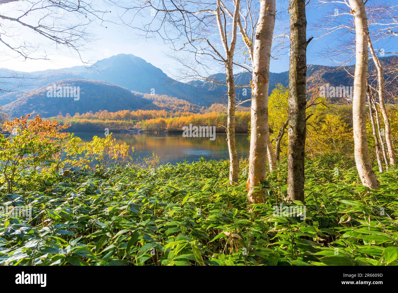 Sasa leaves hi-res stock photography and images - Alamy