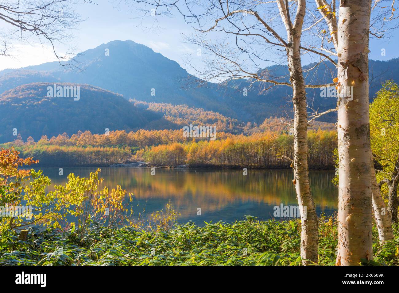 Sasa leaves hi-res stock photography and images - Alamy