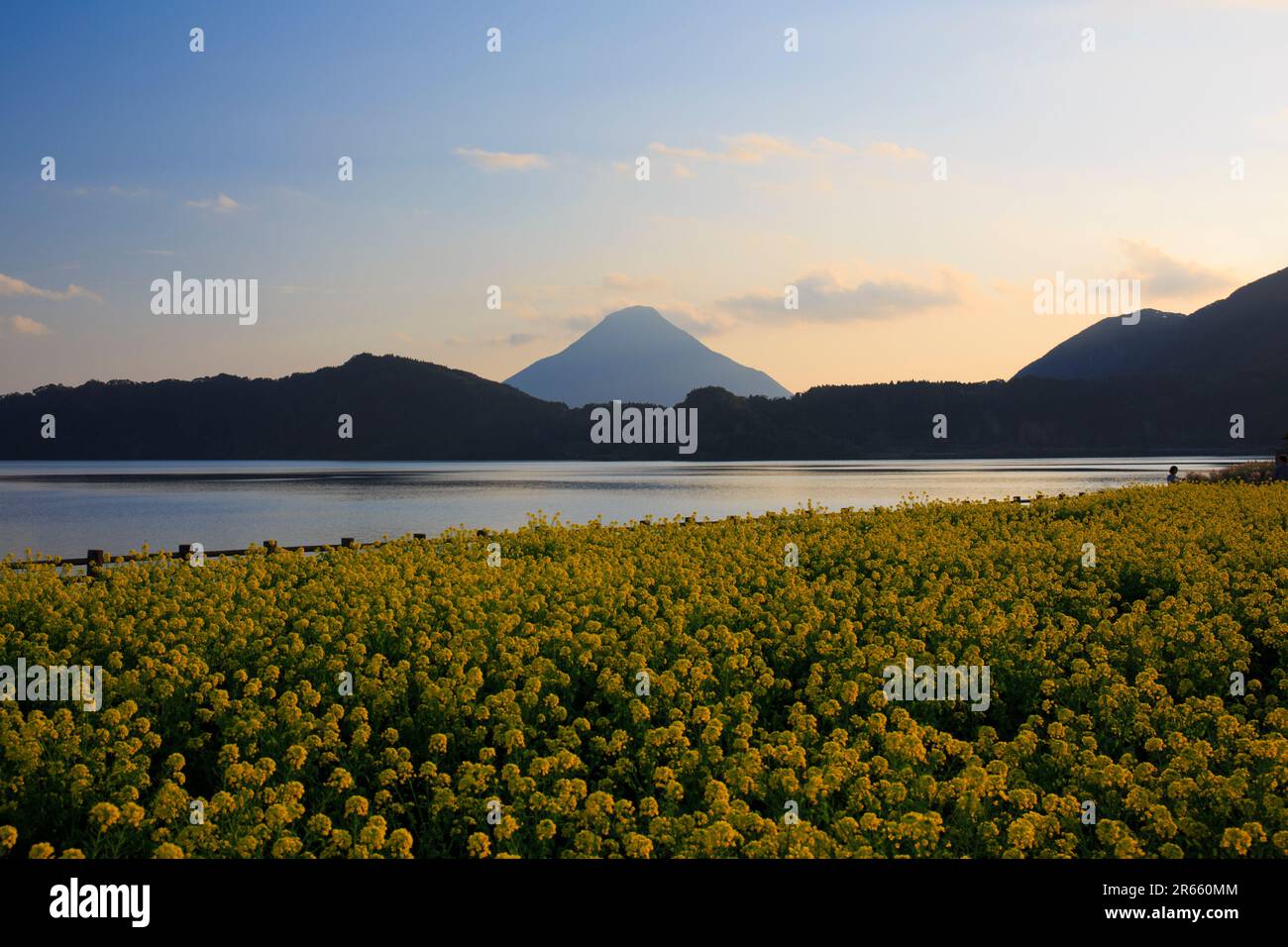 Rape blossoms and Mt. Kaimon by Lake Ikeda at dusk Stock Photo - Alamy