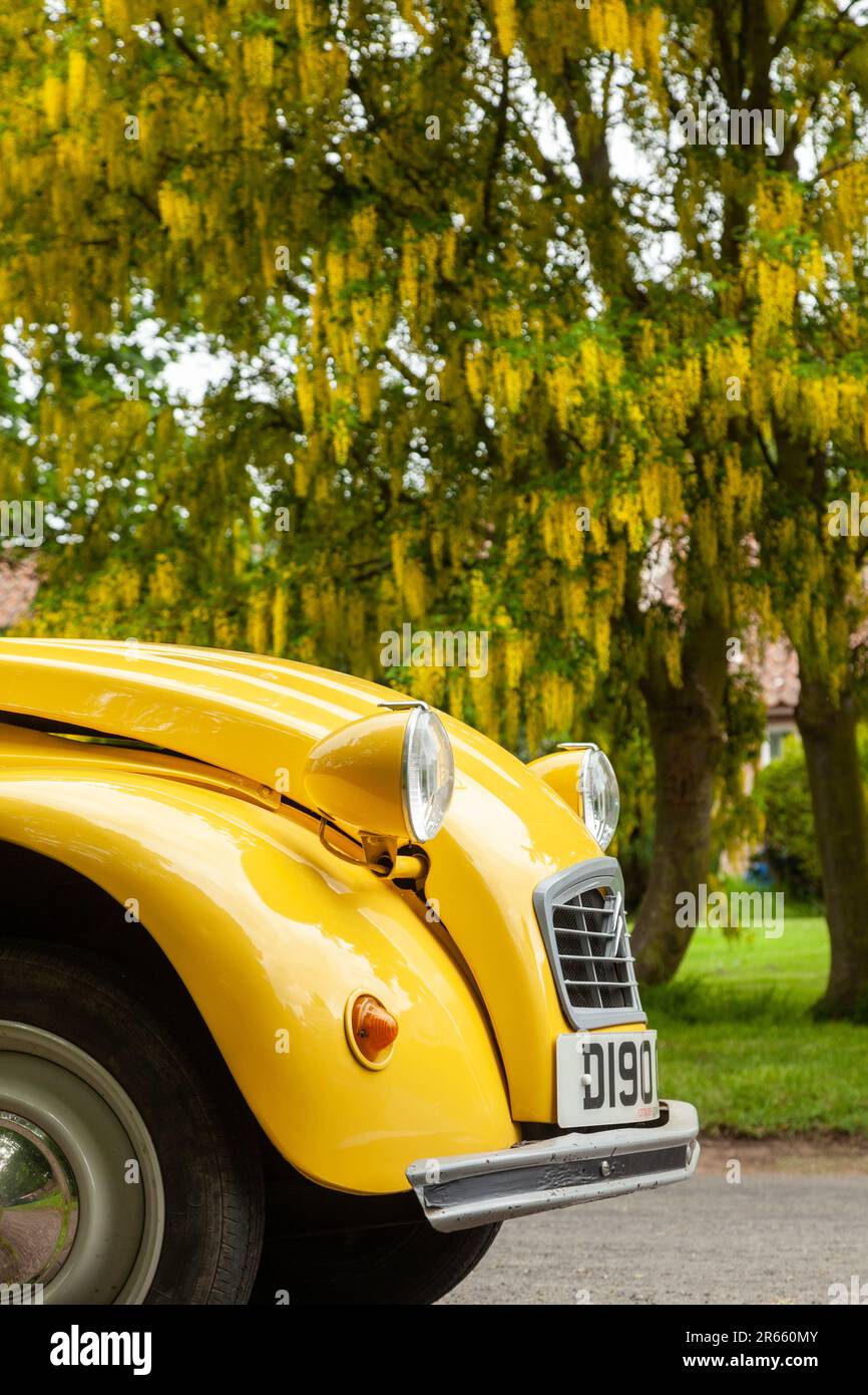 A bright Yellow 2CV car parked on a street next to a yellow Laburnum in ...