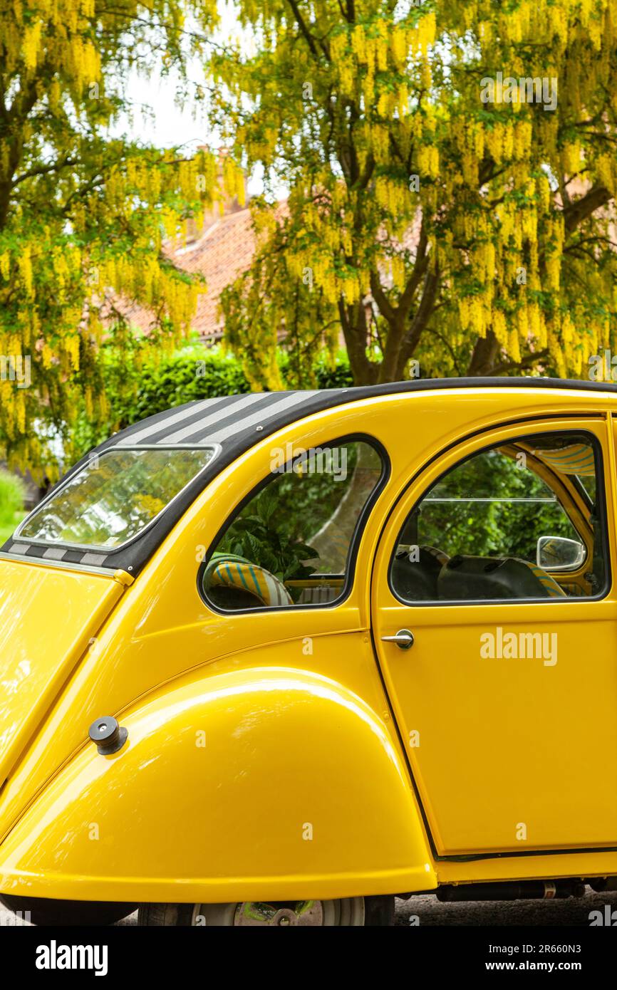 A bright Yellow 2CV car parked on a street next to a yellow Laburnum in ...