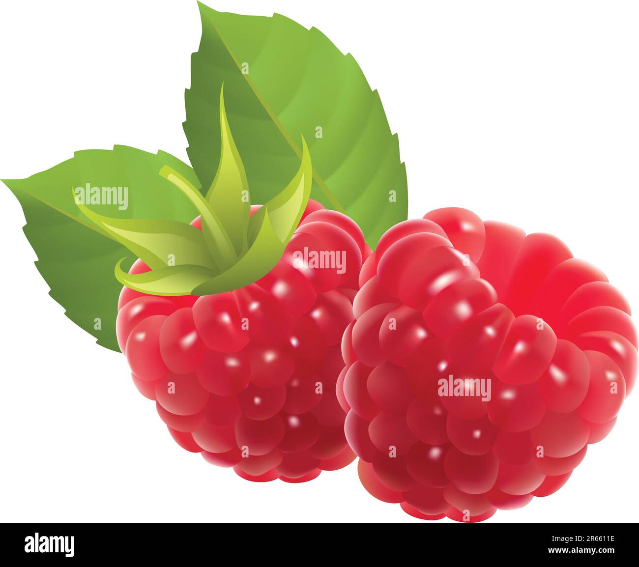photo realistic raspberry vector illustration Stock Vector Image & Art ...