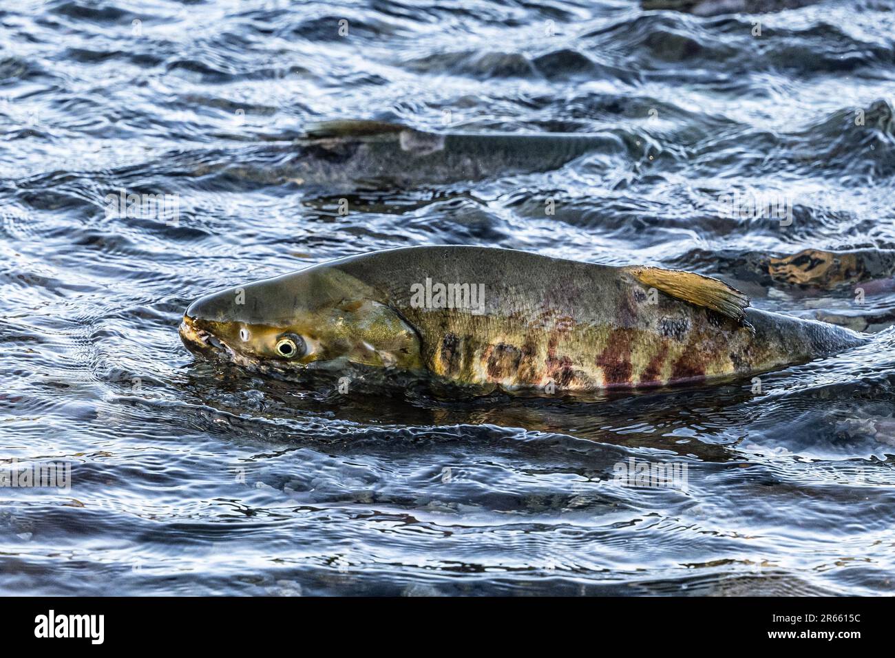 A close-up view of a chum salmon swimming in a clear blue body of water ...