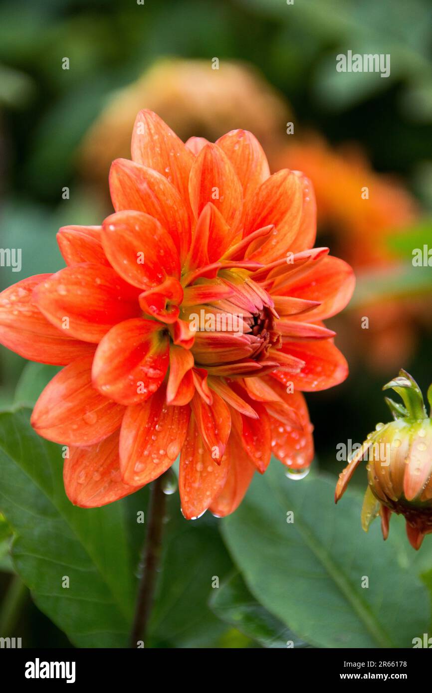Blume im regen hi-res stock photography and images - Alamy