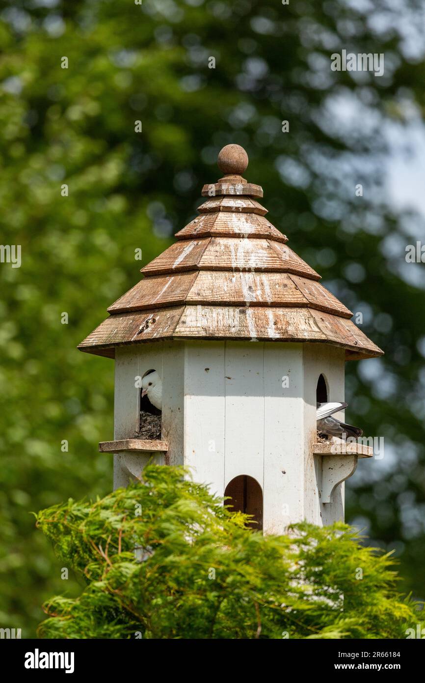 Wooden dovecot in a country garden Stock Photo - Alamy