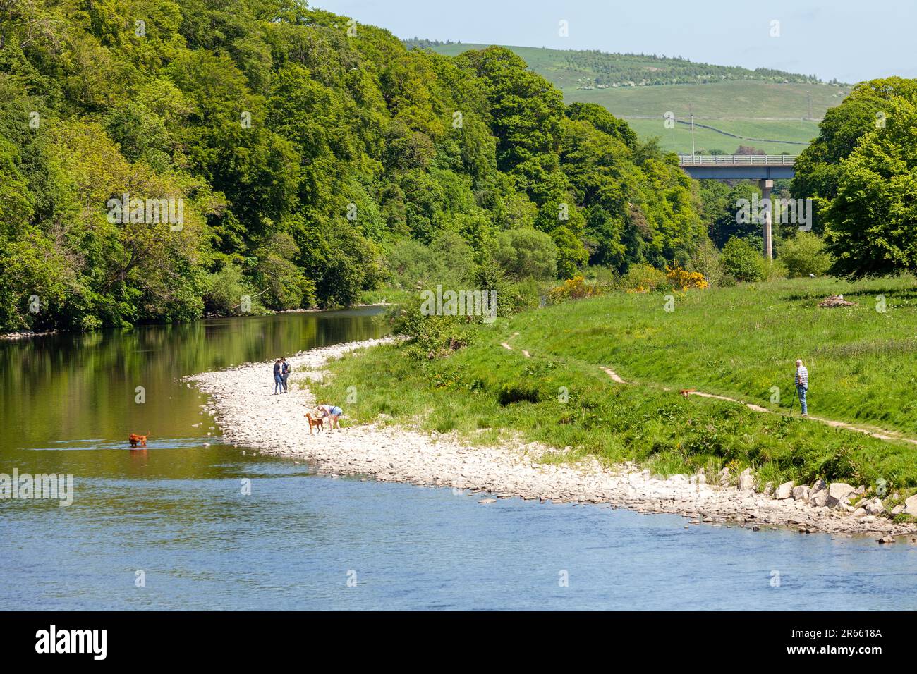 The river Tweed in Galashiels, Scottish Borders, UK Stock Photo - Alamy