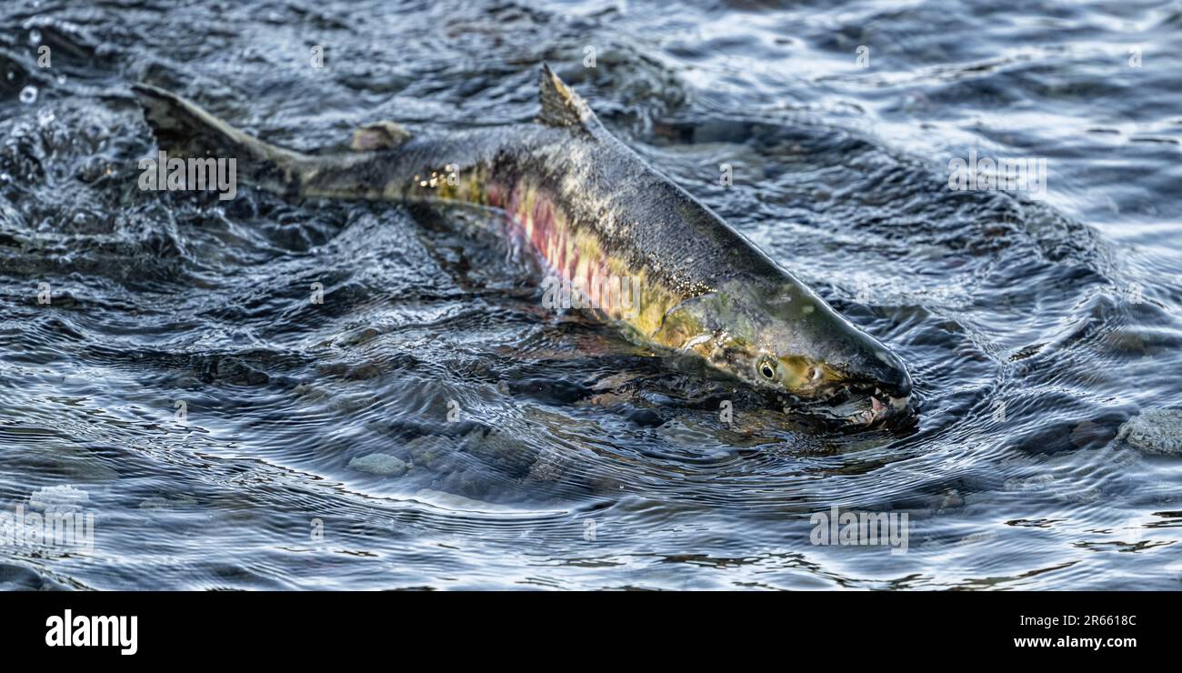 A close-up shot of a chum salmon swimming in clear waters Stock Photo ...