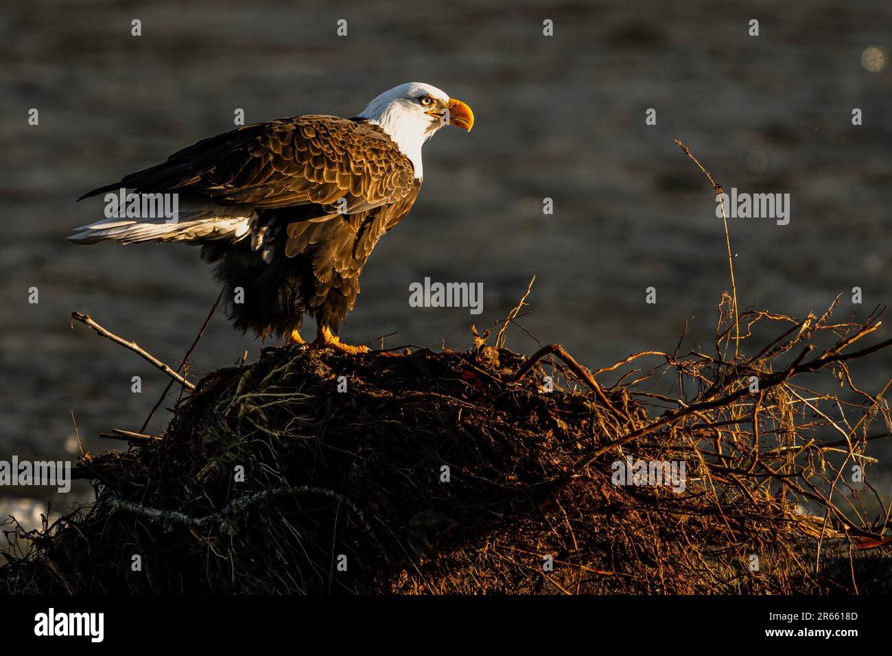 Eagle stands atop hi-res stock photography and images - Alamy