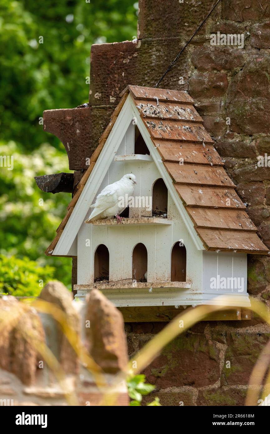 Wooden dovecot in a country garden Stock Photo - Alamy