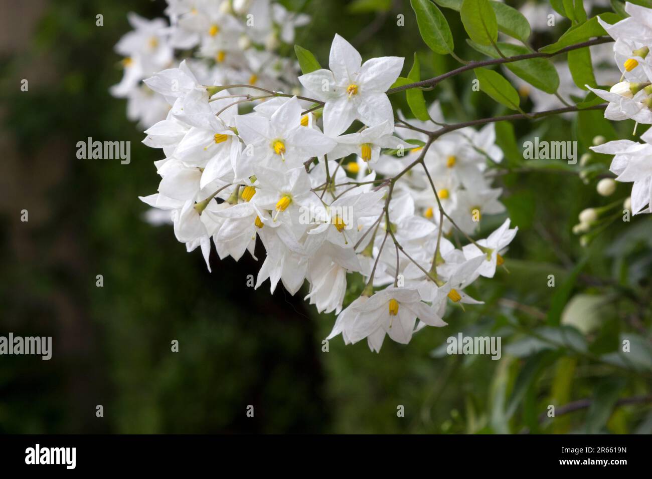 Five petal jasmine flowers hi-res stock photography and images - Alamy