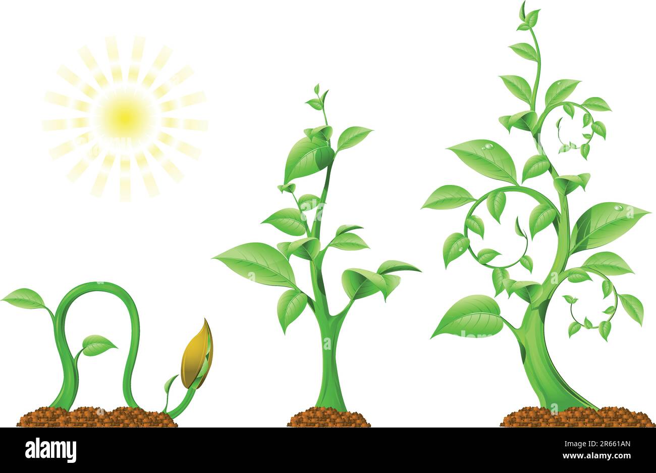 Three phases of plant growth, vector image Stock Vector Image & Art - Alamy