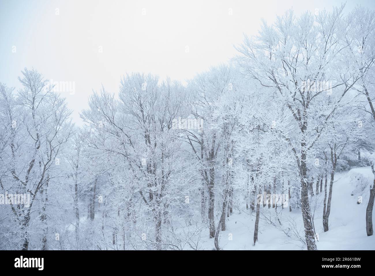 Frost covered trees in Zao Stock Photo - Alamy