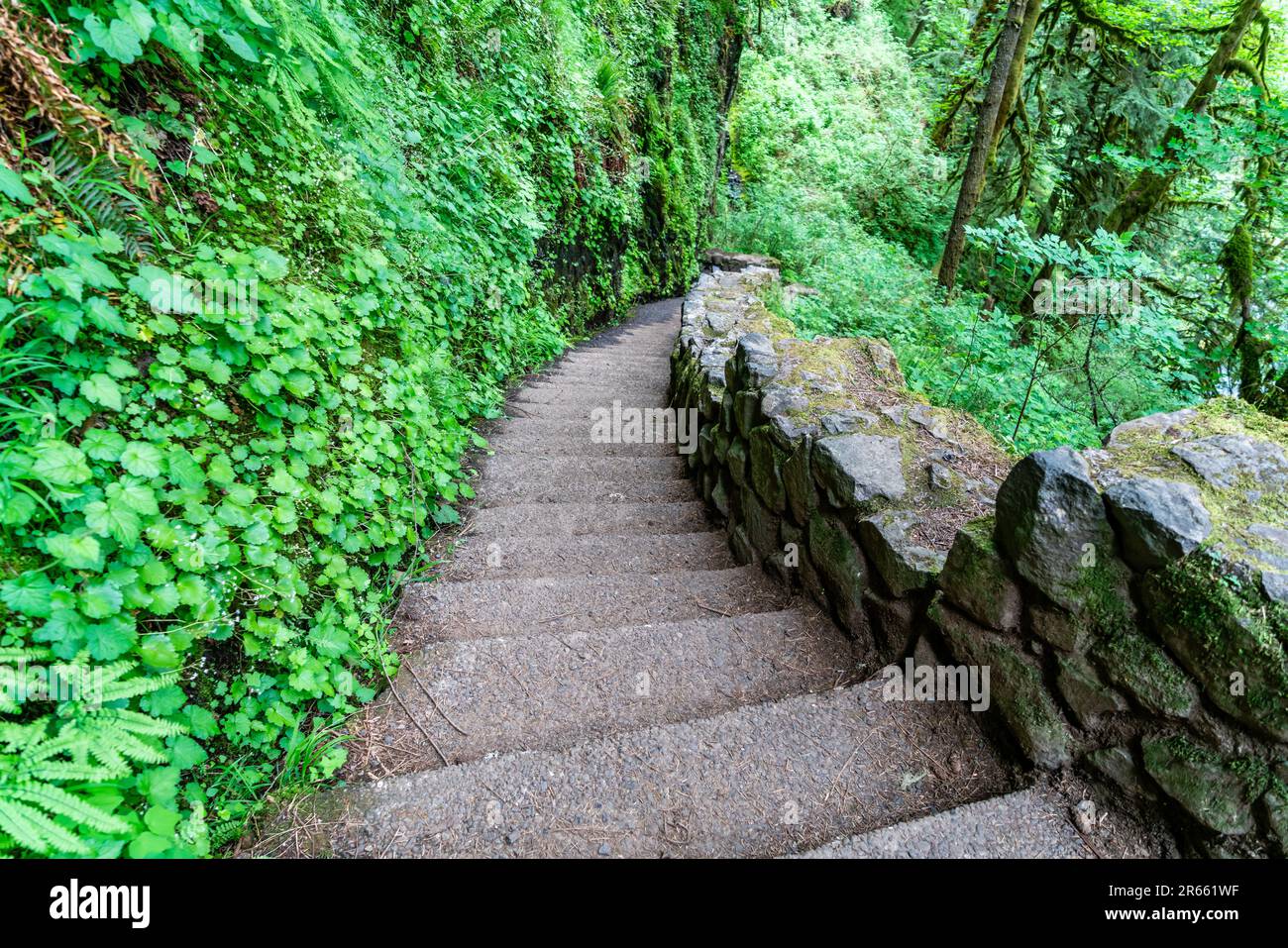 Steps at Lower North Falls at Silver Falls State Park in Oregon State ...