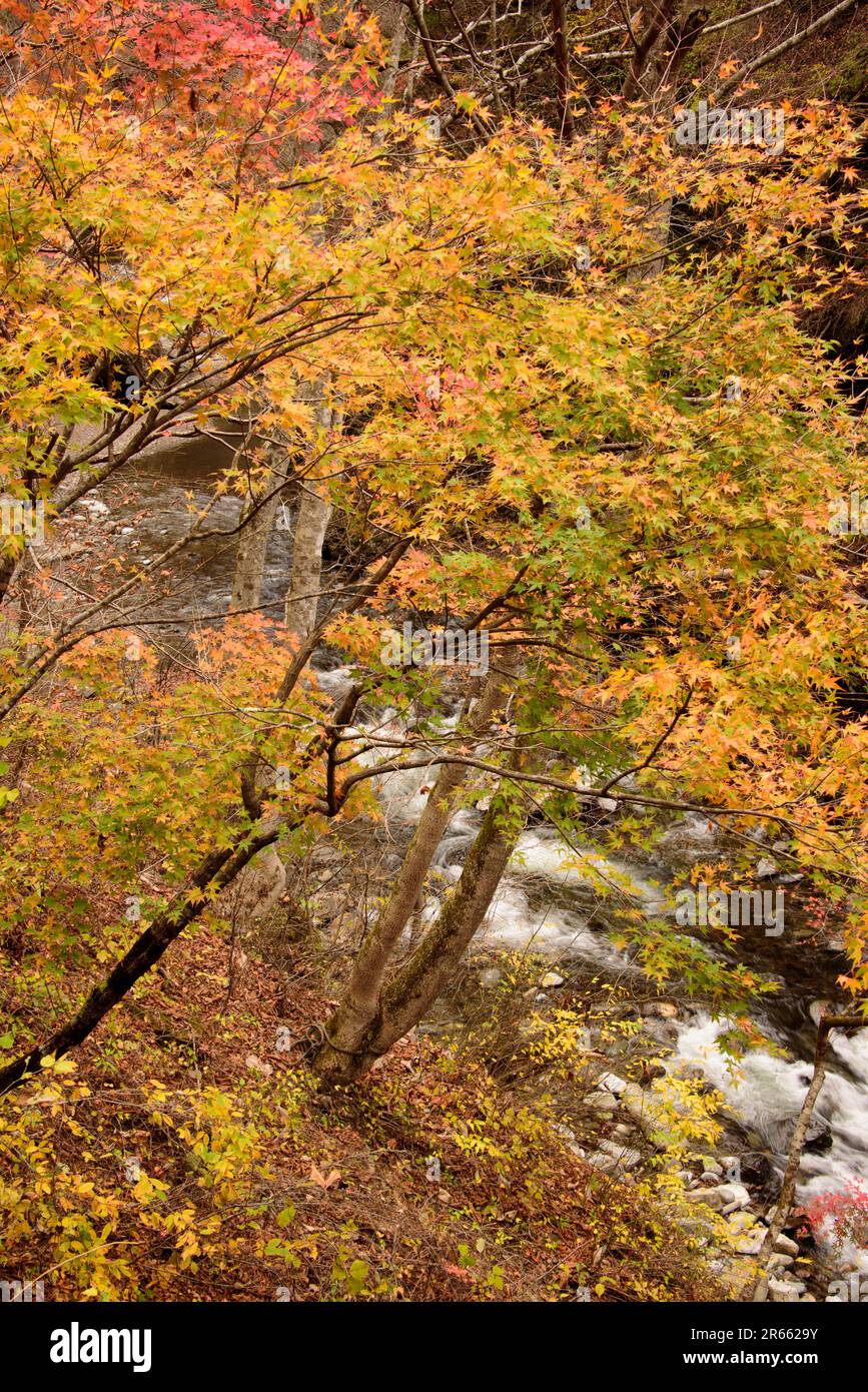 Autumn Color of Chichibu Nakatsukyo Gorge Stock Photo - Alamy