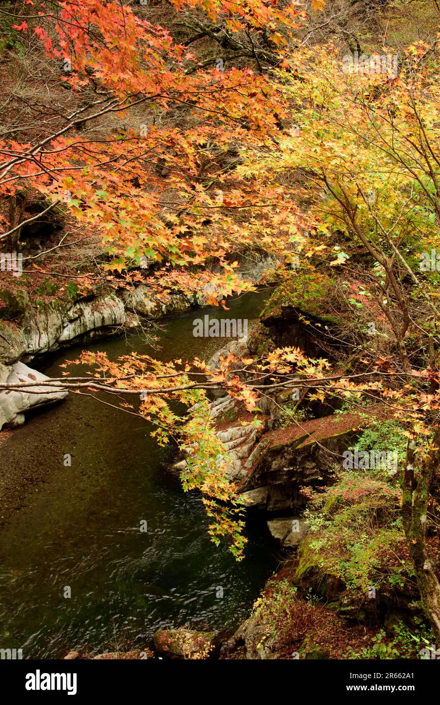 Autumn Color of Chichibu Nakatsukyo Gorge Stock Photo - Alamy