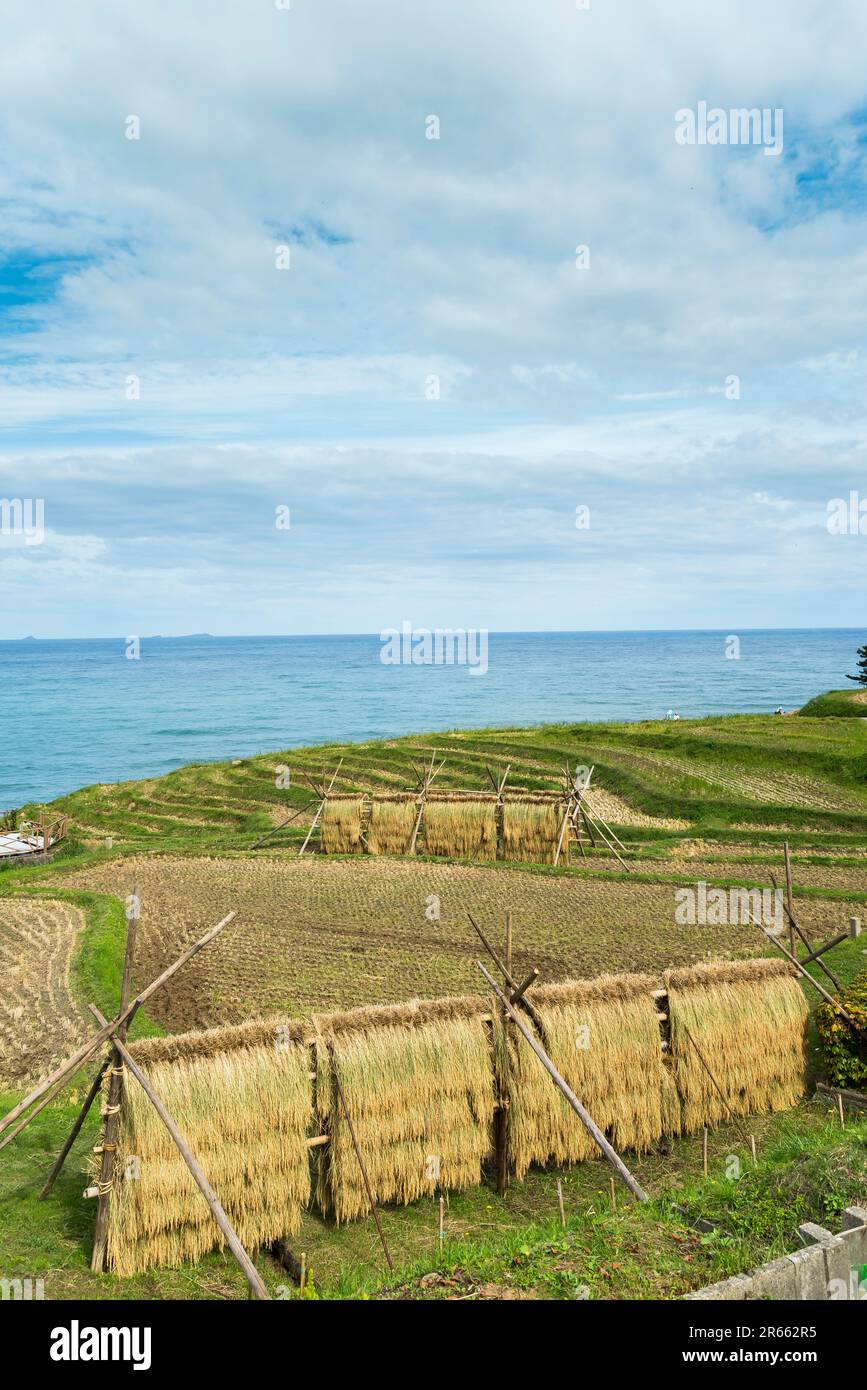 Shiraume-Senmaida Fields after rice harvest with a view of the Sea of ...