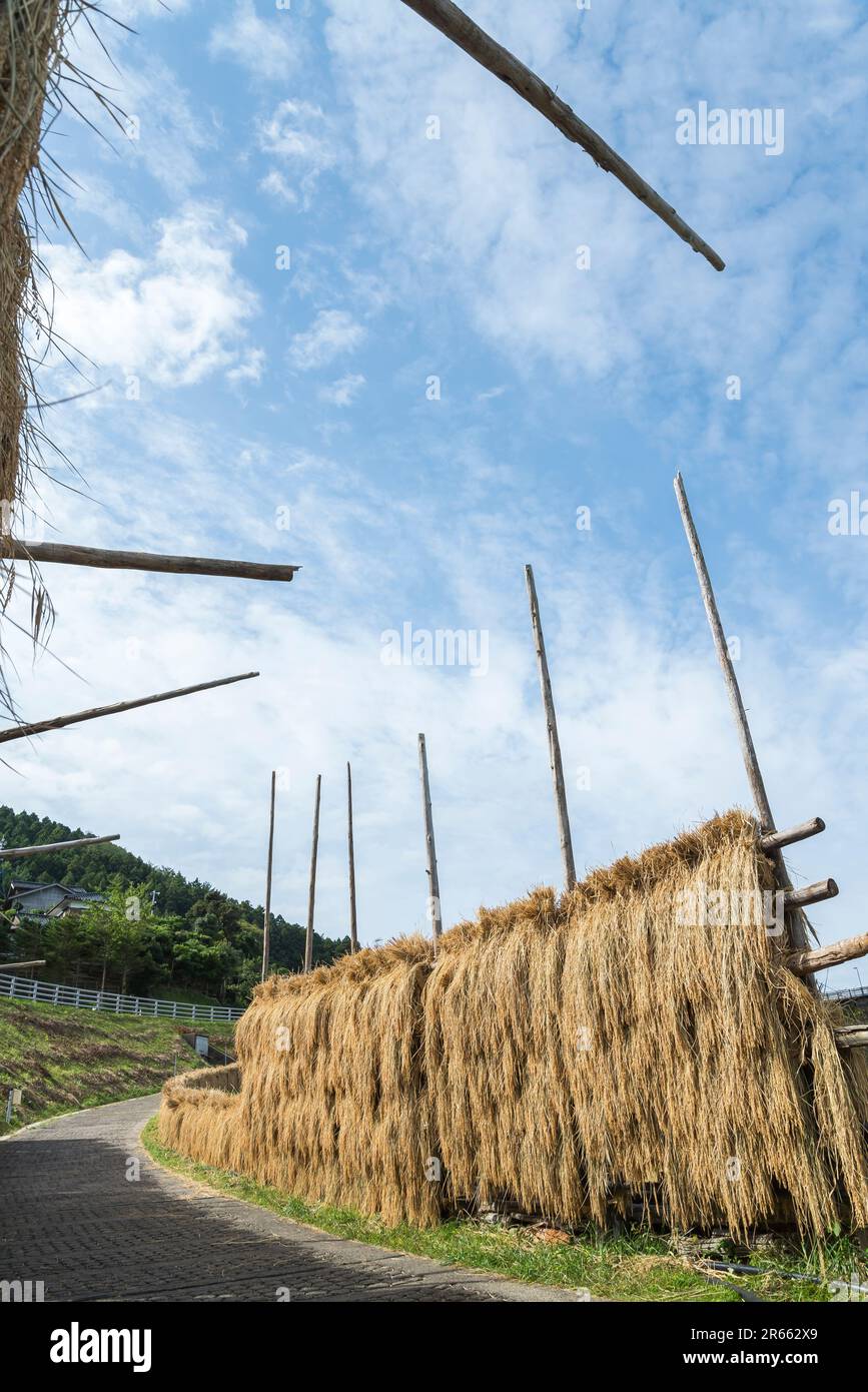 Rice field after harvest rice hi-res stock photography and images - Alamy