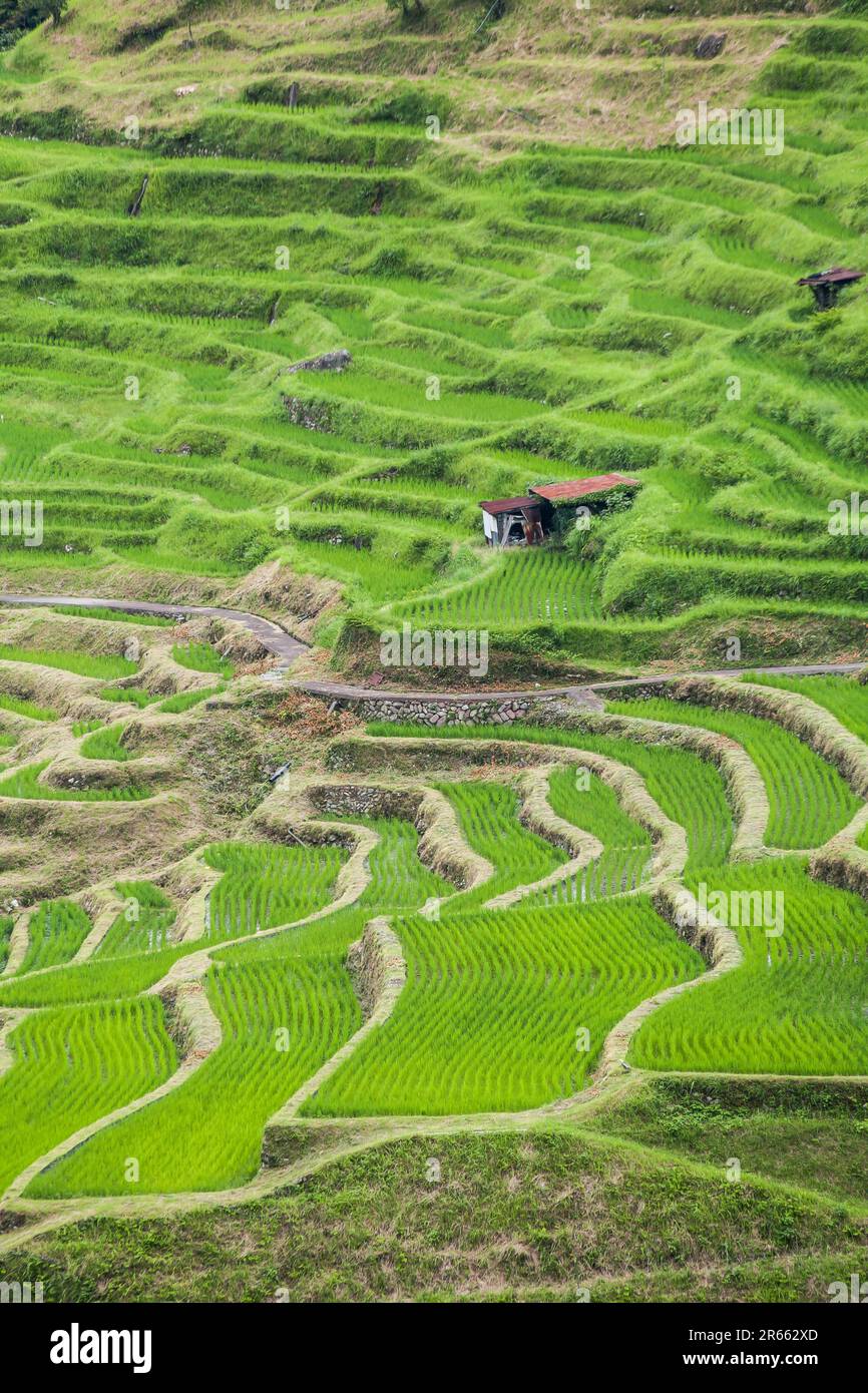 Maruyama rice terrace Stock Photo - Alamy