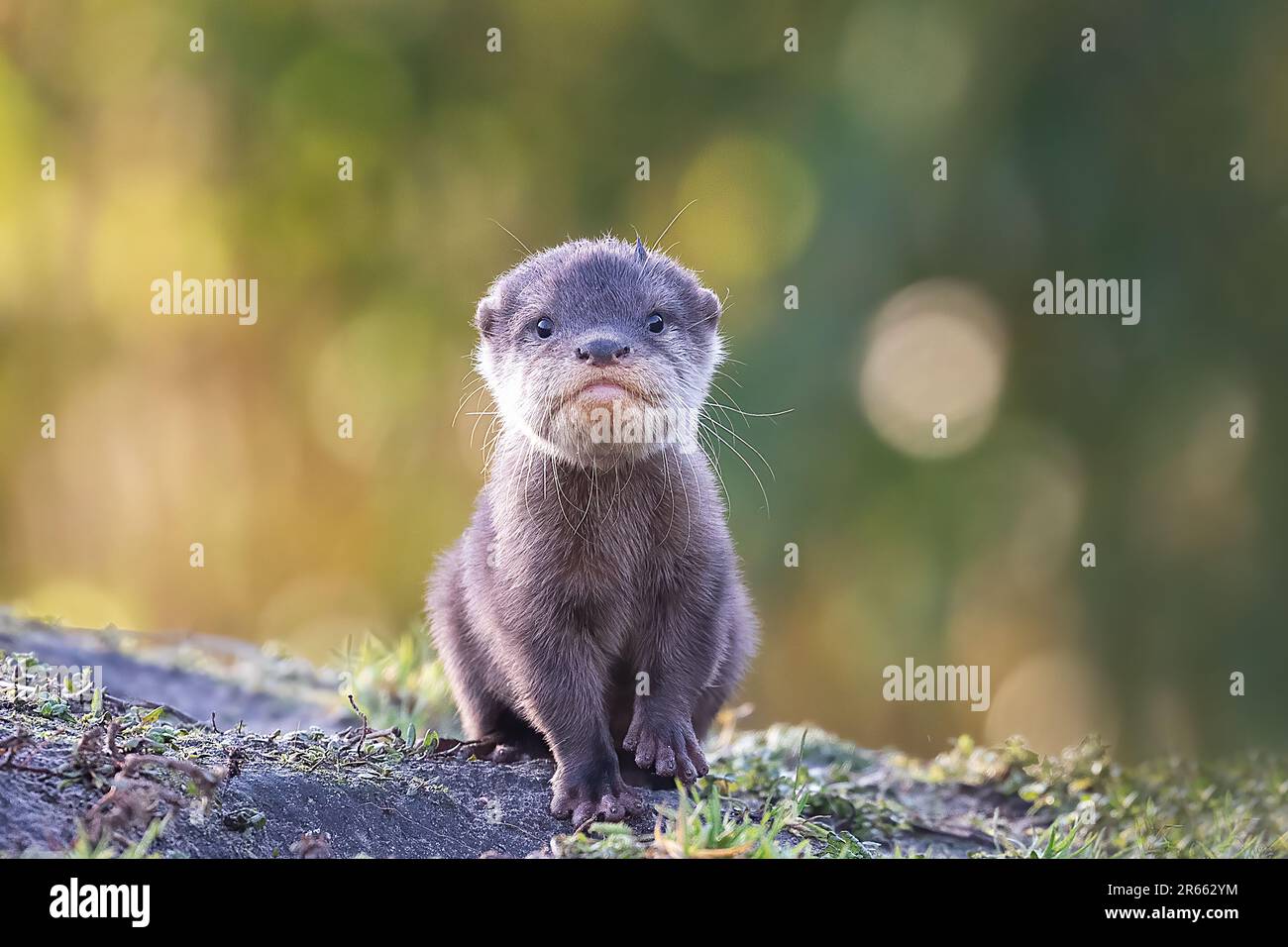 Gurning hi-res stock photography and images - Alamy